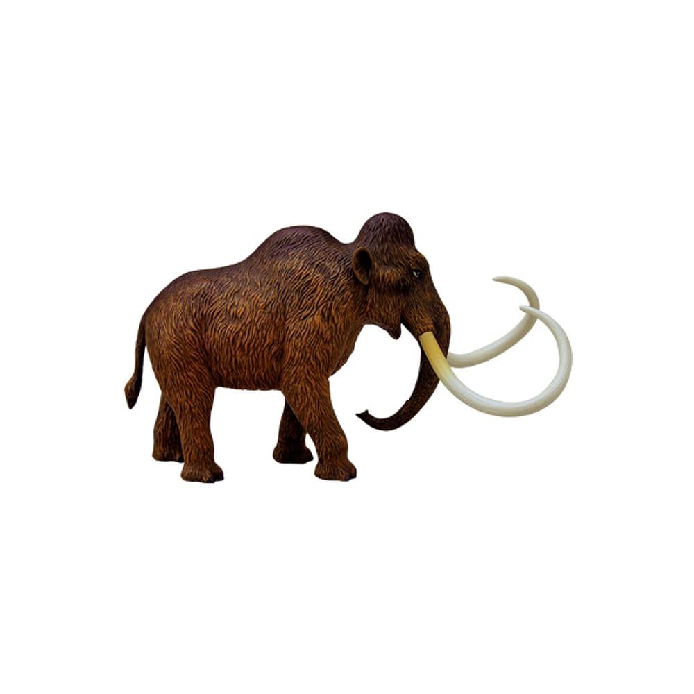 Tedco 4D Vision Woolly Mammoth Anatomy Model – Atharvaimports.com
