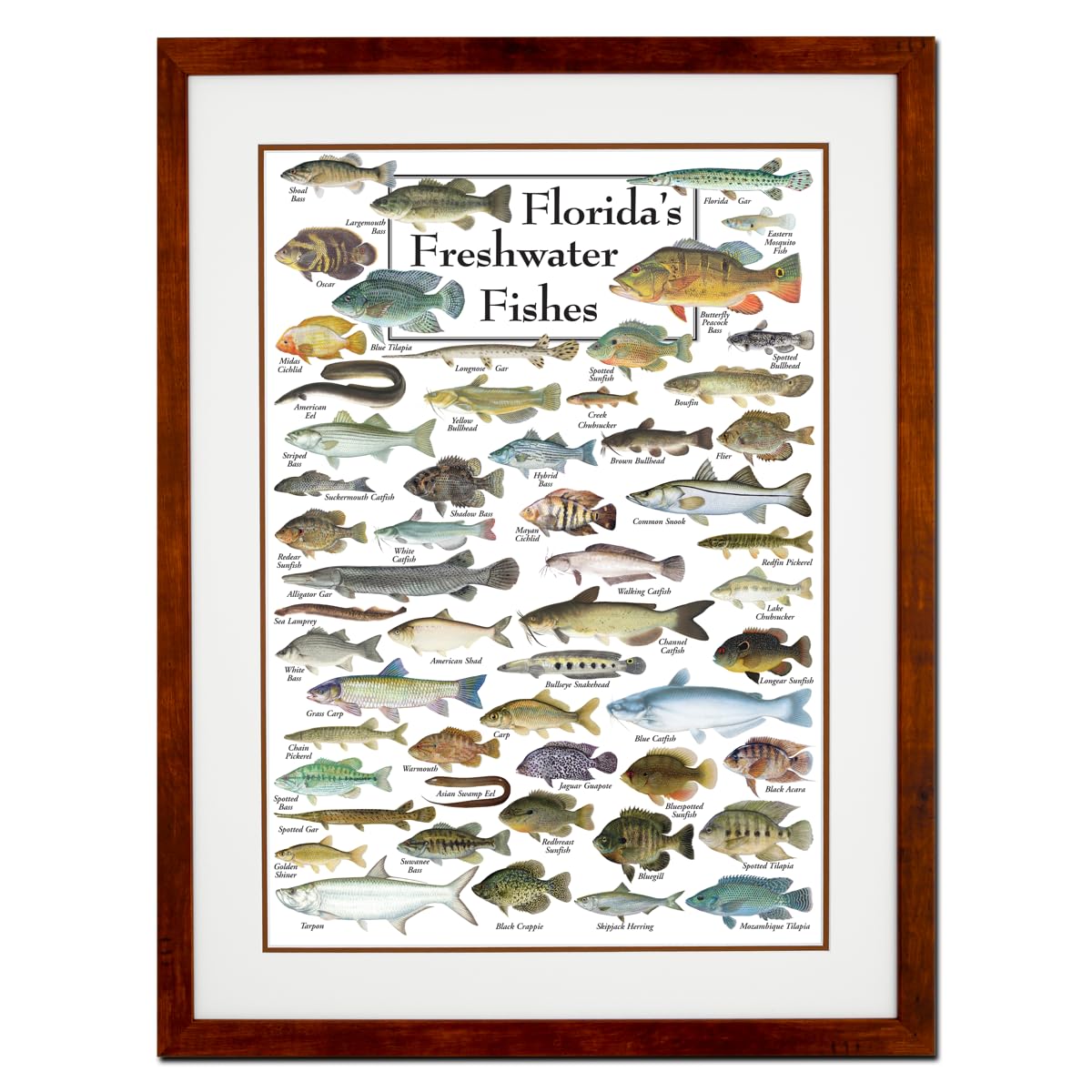 Earth Sky + Water - Floridas Freshwater Fishes - Double-matted Posters ...